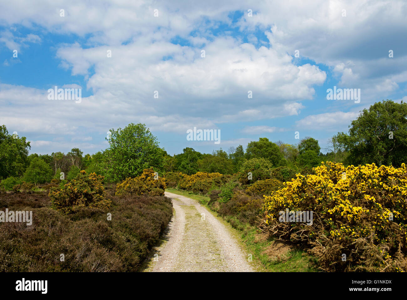 Westleton heath national nature reserve hi-res stock photography and ...