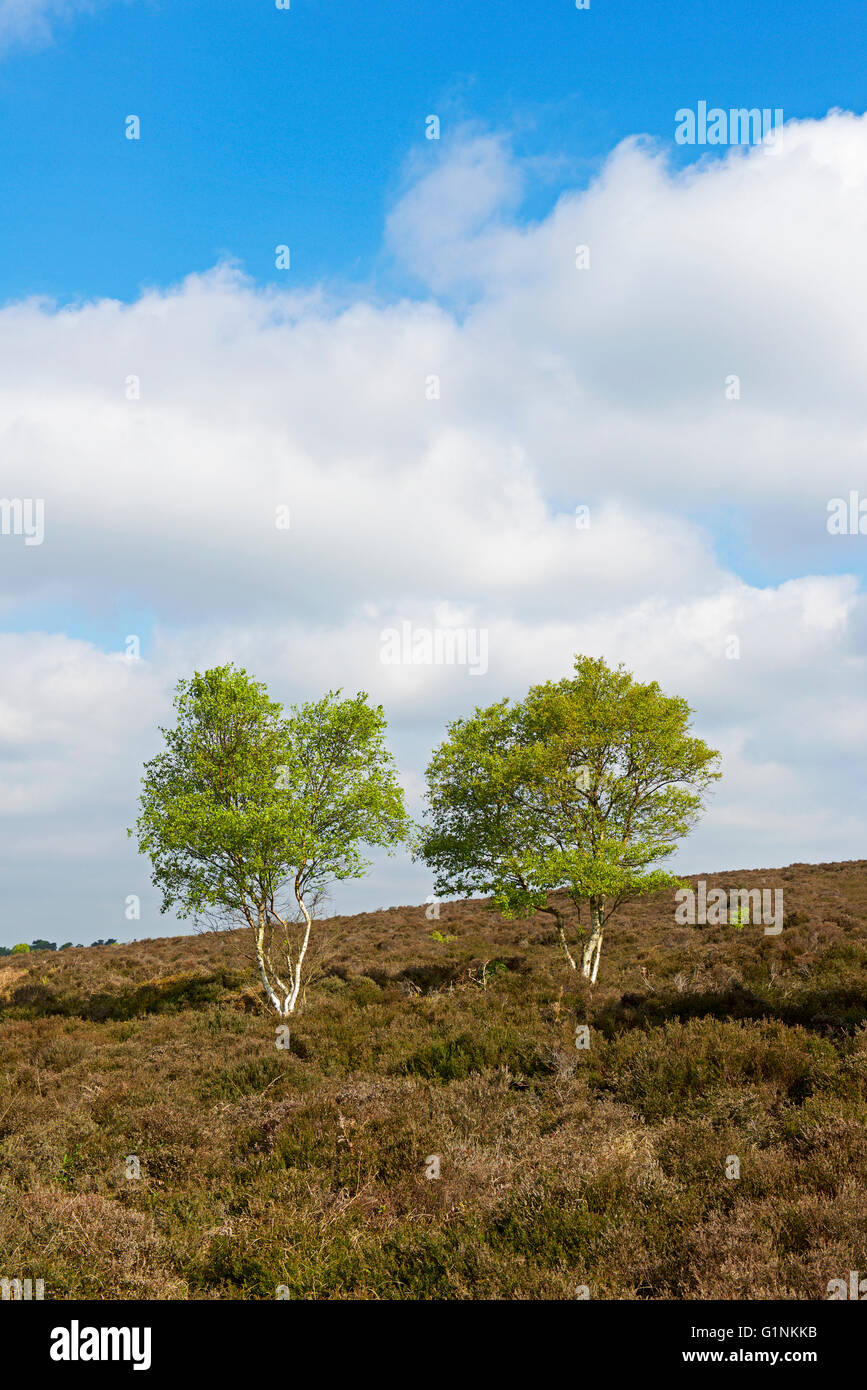 Dunwich heath national trust hi-res stock photography and images - Alamy