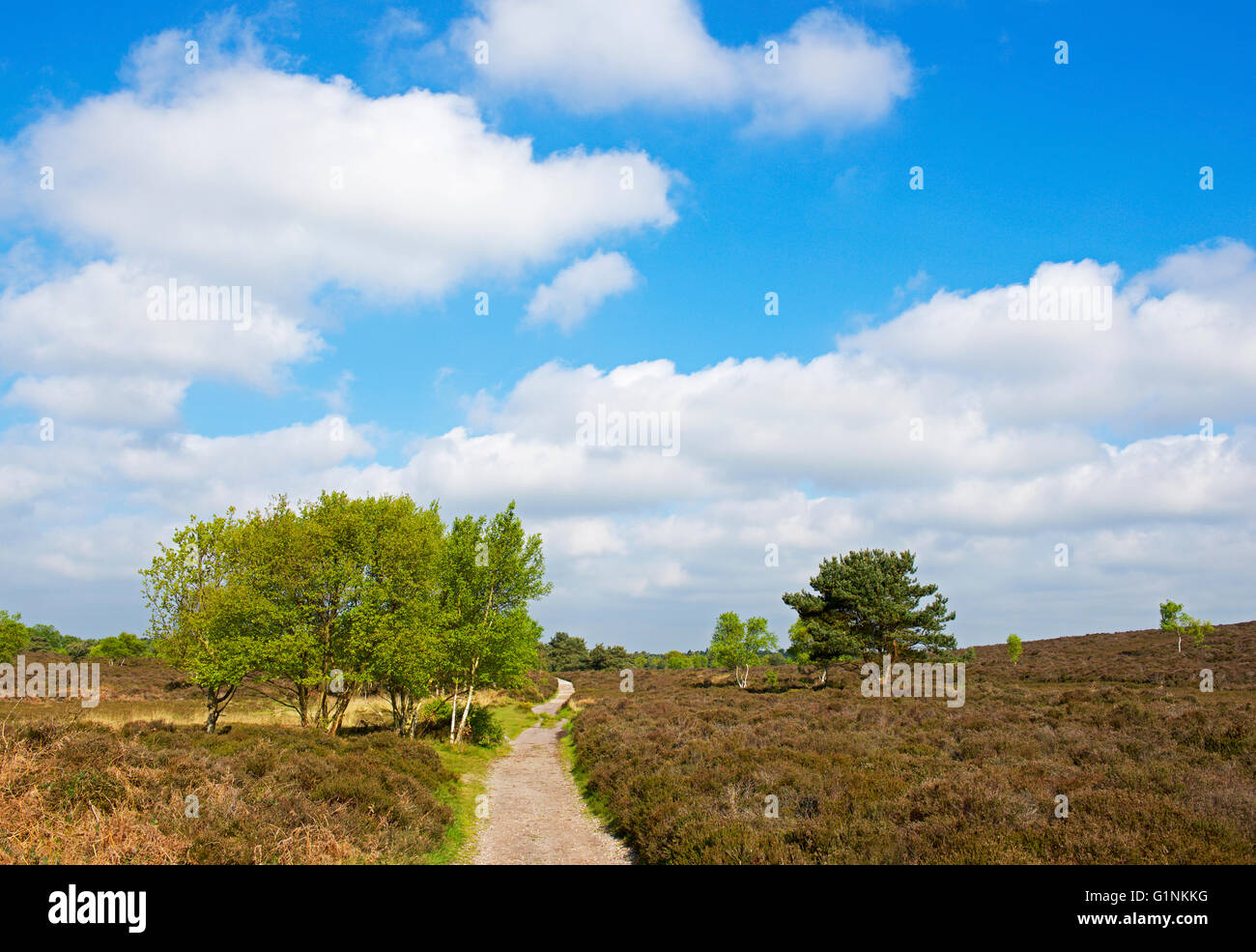 Dunwich Heath, Suffolk, England UK Stock Photo - Alamy