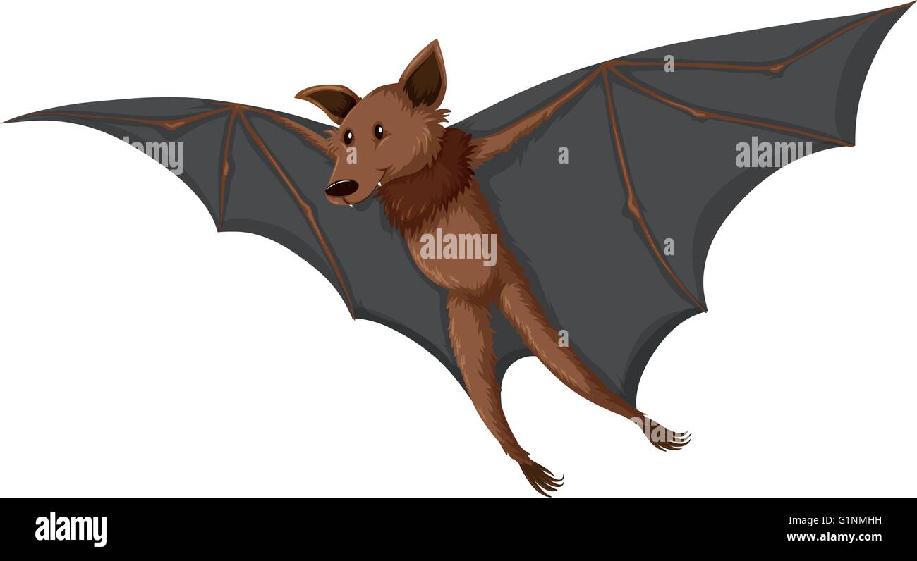 Bat flying on white background illustration Stock Vector Image & Art ...