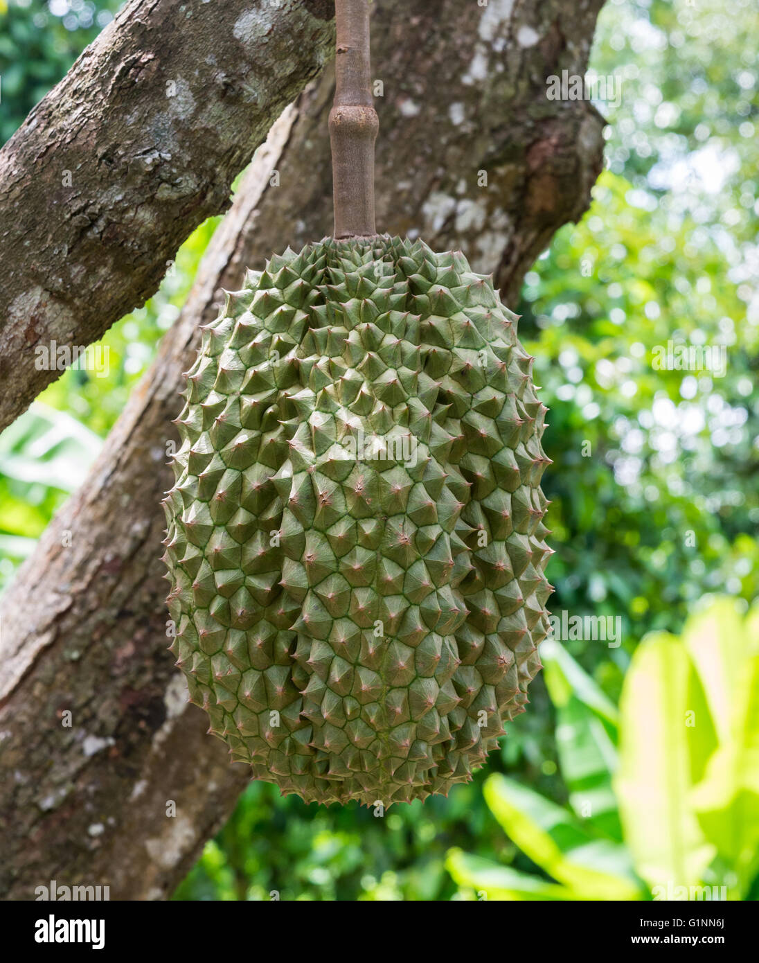 Large ripe durian of the organic farm in the countryside of Thailand ...