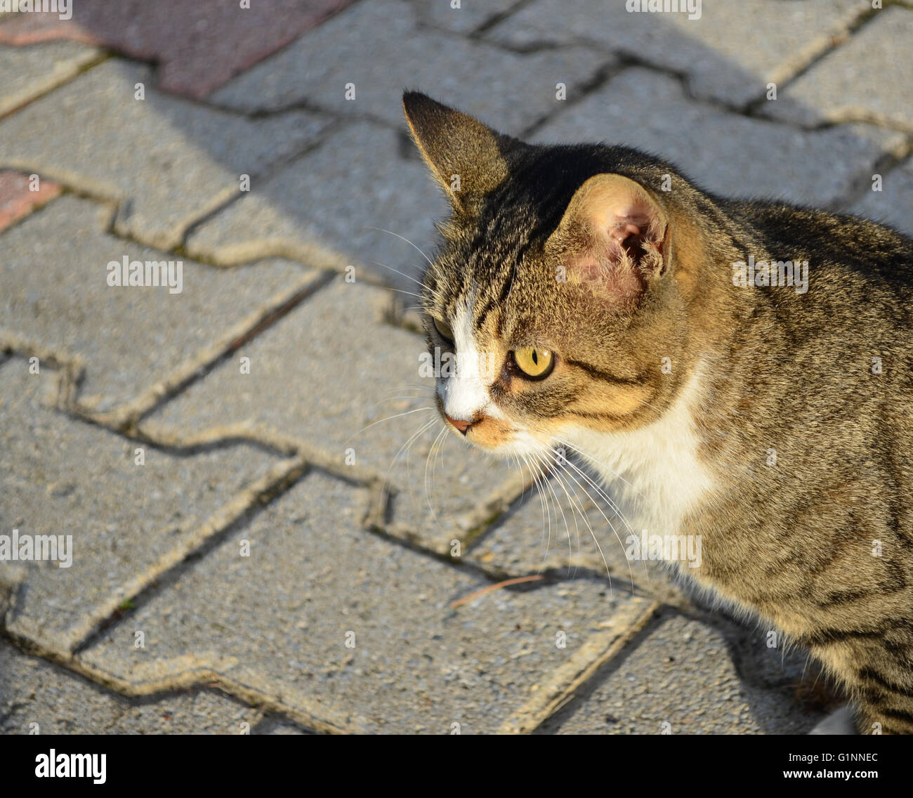 Sunny cat hi-res stock photography and images - Alamy