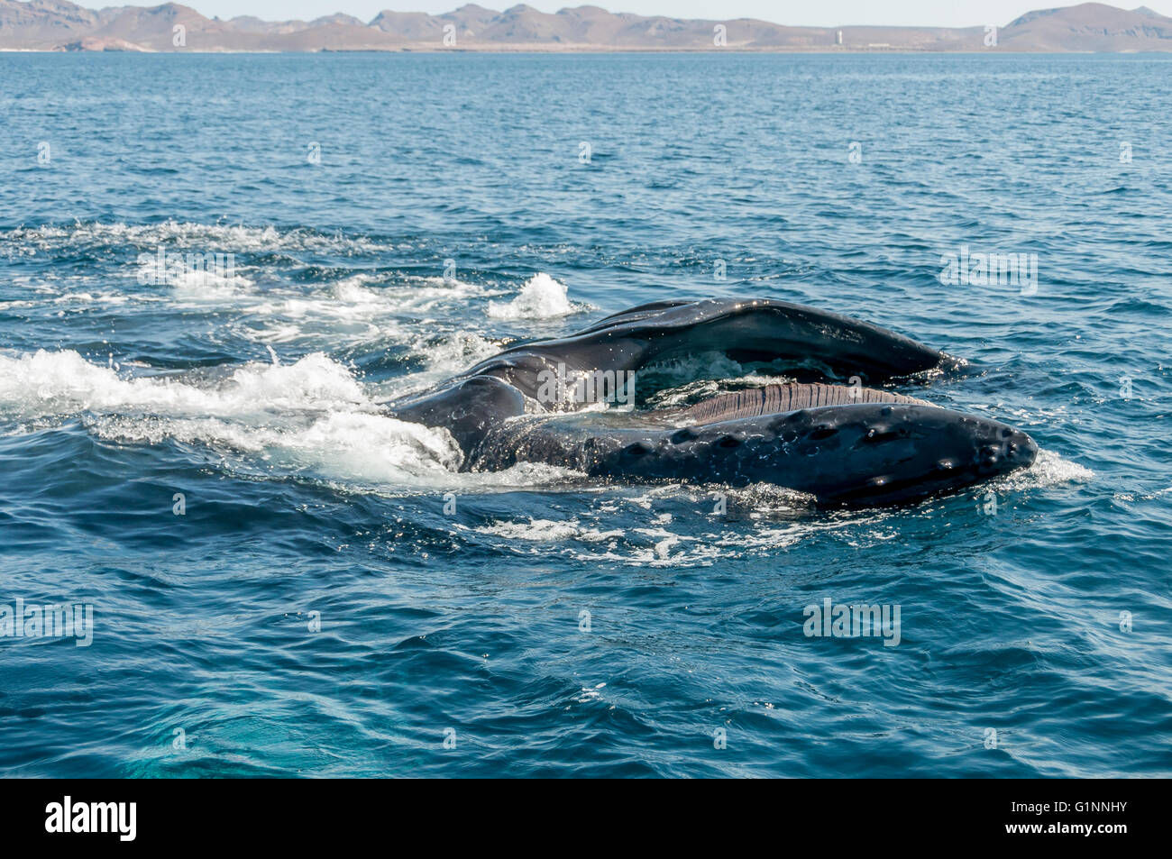 Using baleen to filter hi-res stock photography and images - Alamy