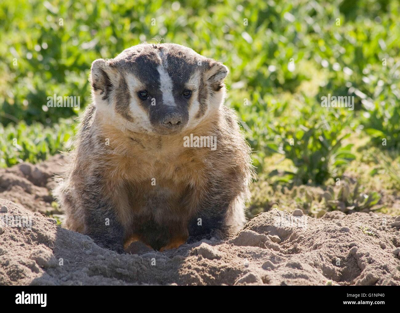 Badger portrait close up oregon hi-res stock photography and images - Alamy