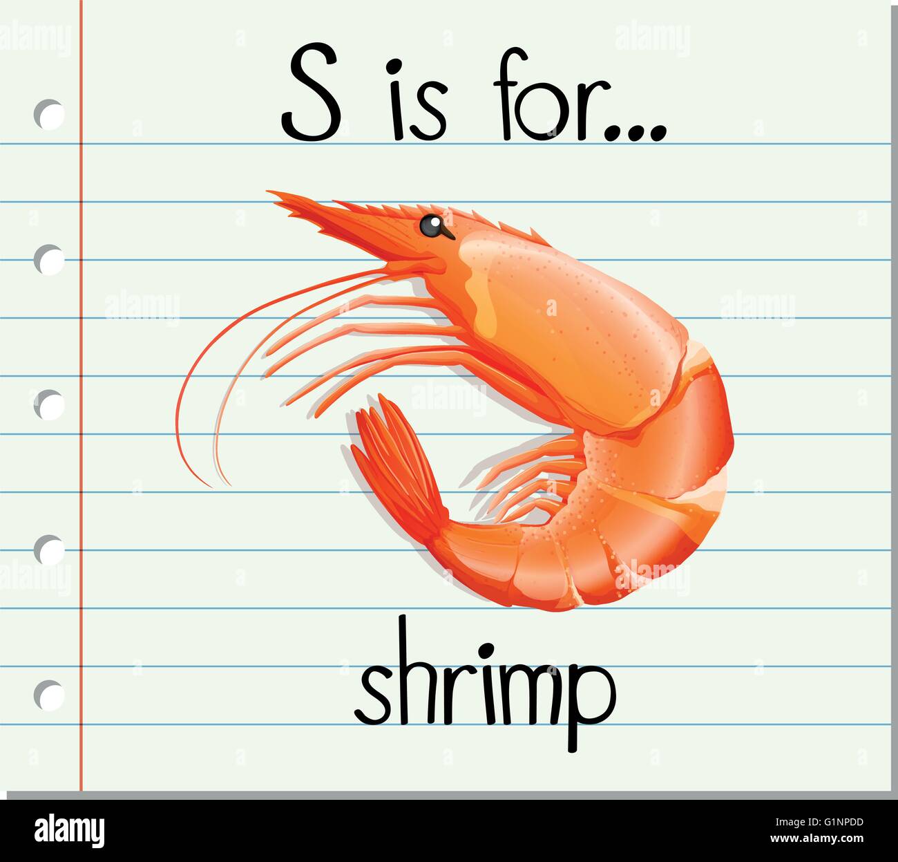 Flashcard letter S is for shrimp illustration Stock Vector Image & Art ...