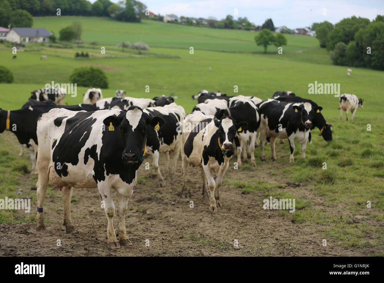 Hennef, Germany. 17th May, 2016. Cows on a meadow in Hennef, Germany ...