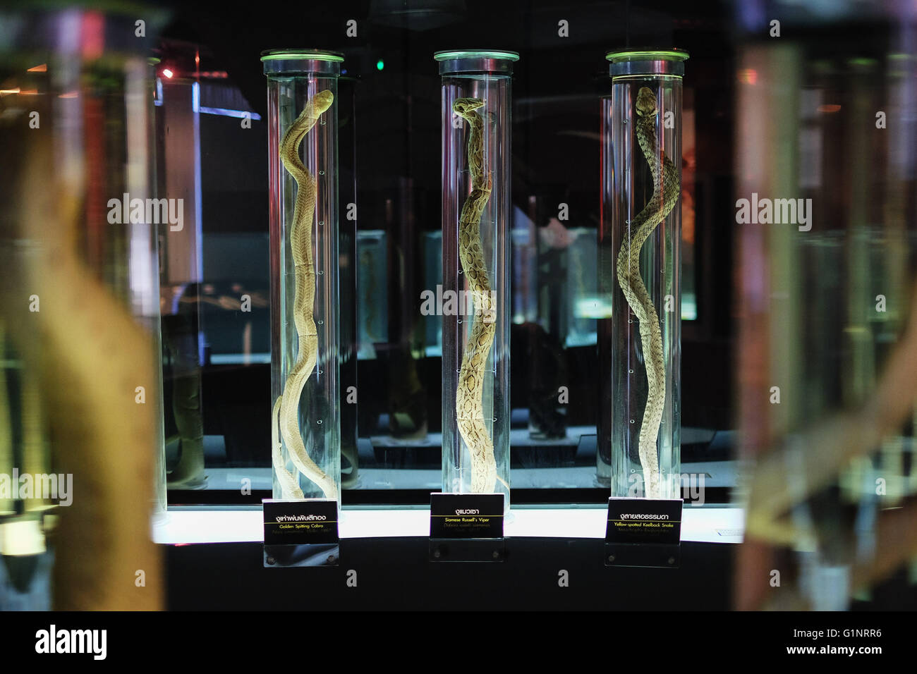 Bangkok, Thailand. 17th May, 2016. Snake specimens are exhibited at ...