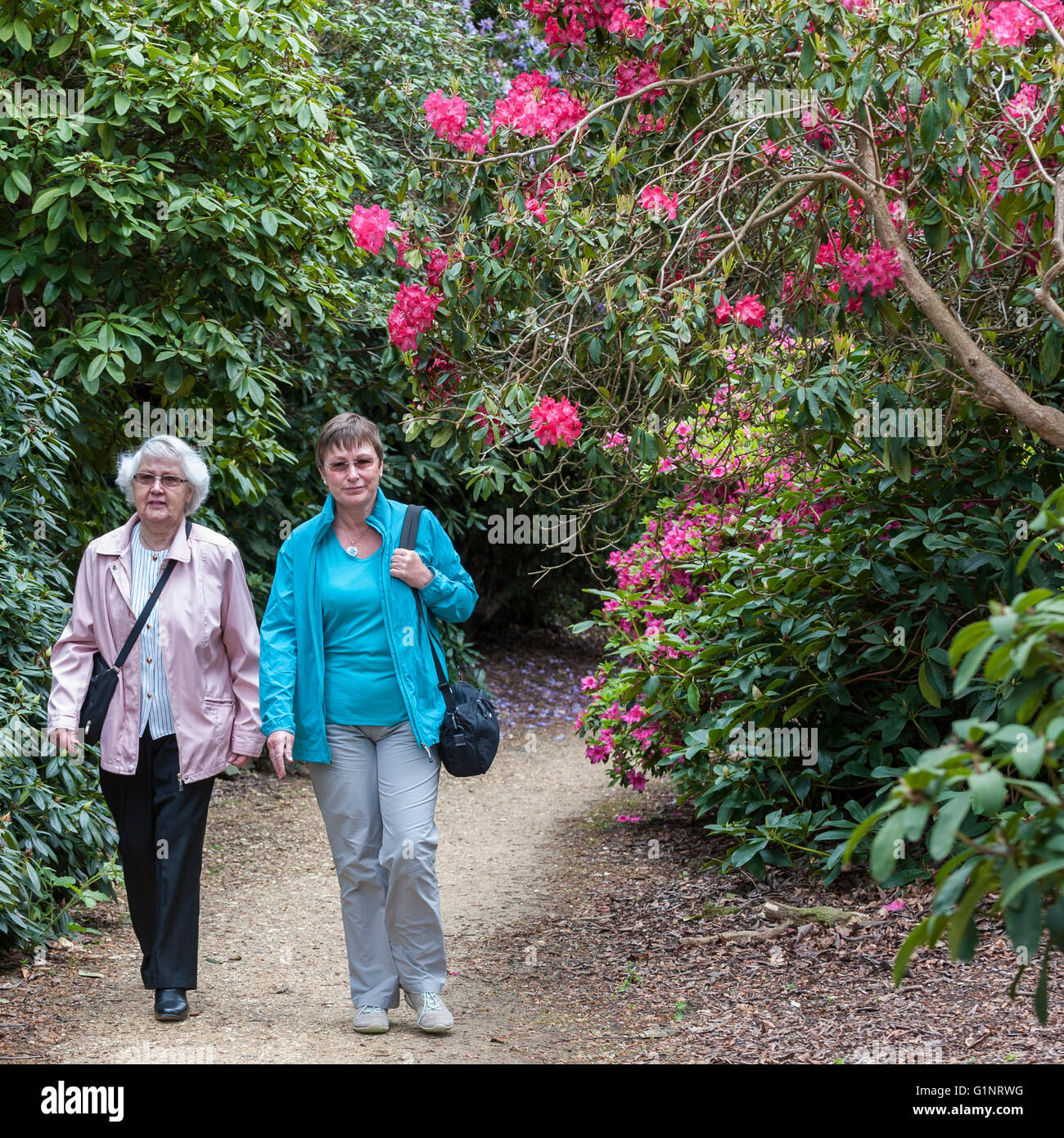 Henry viii hunting ground hi-res stock photography and images - Alamy