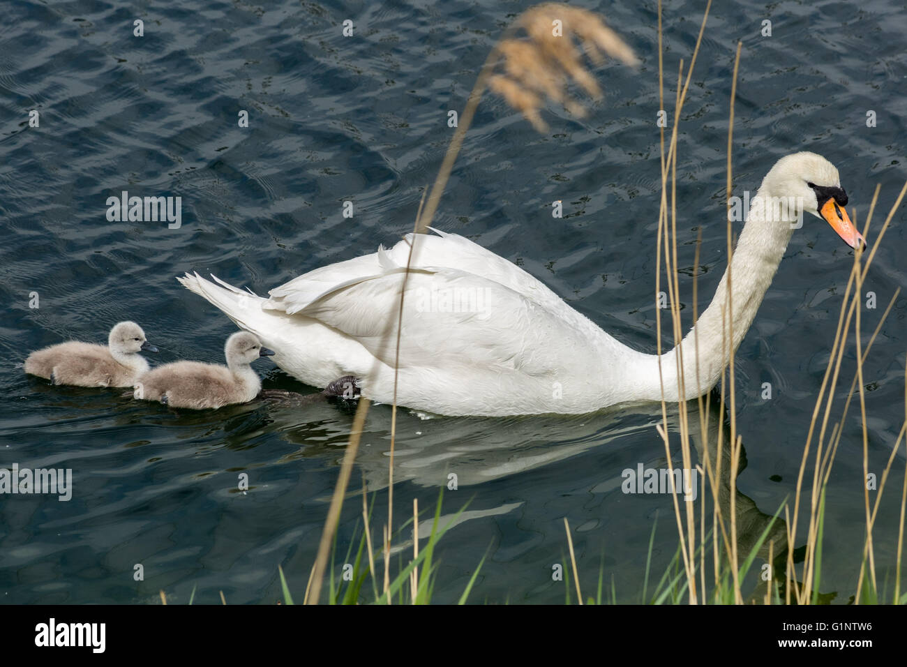Cygnet and swan hi-res stock photography and images - Alamy