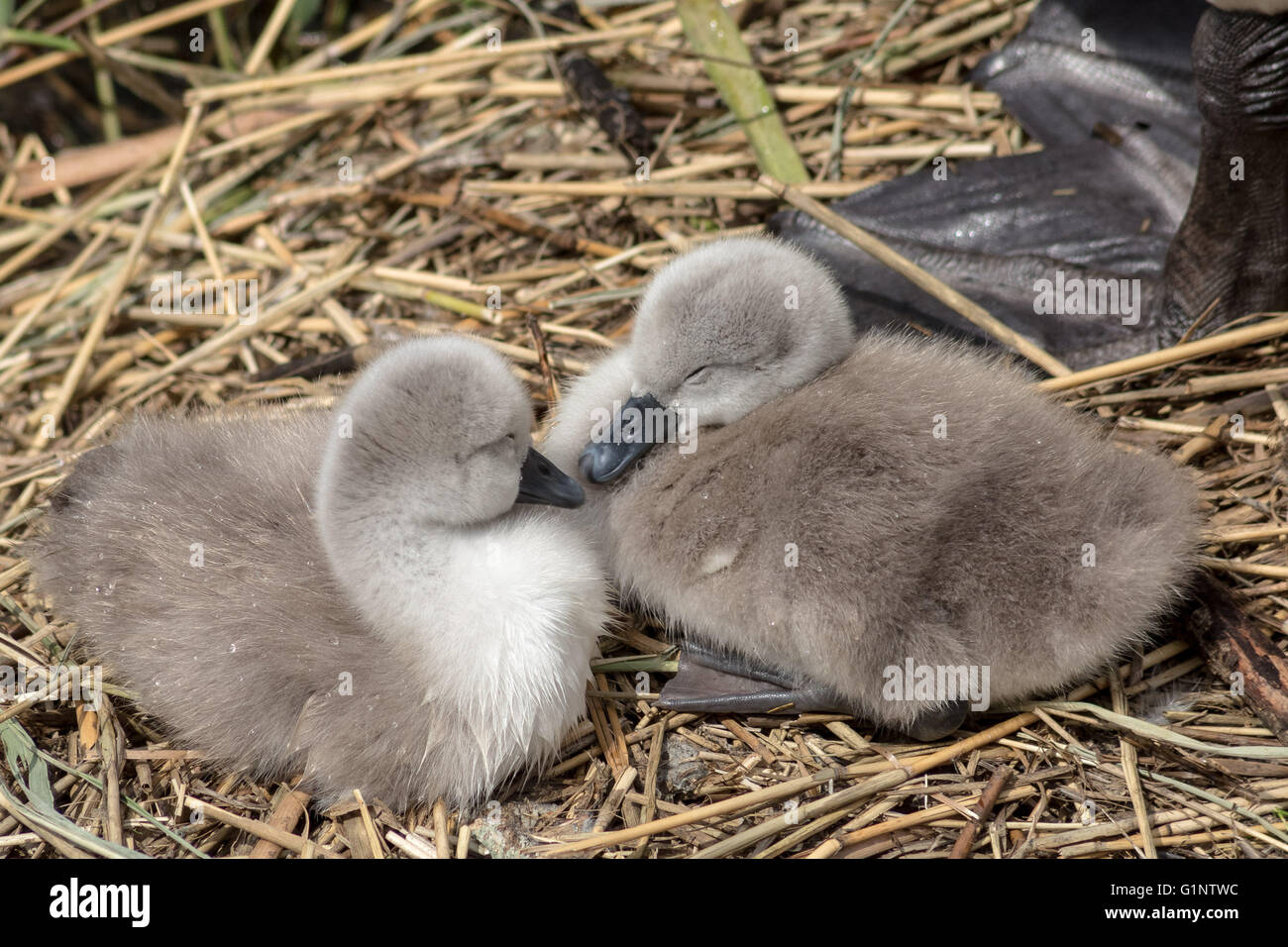 Canada water london 2016 hi-res stock photography and images - Alamy