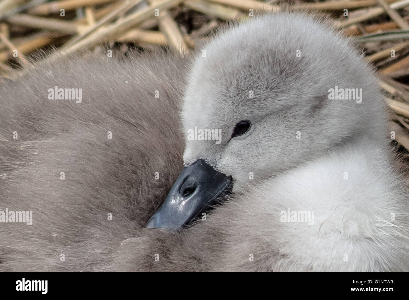 Swan chicks hi-res stock photography and images - Alamy