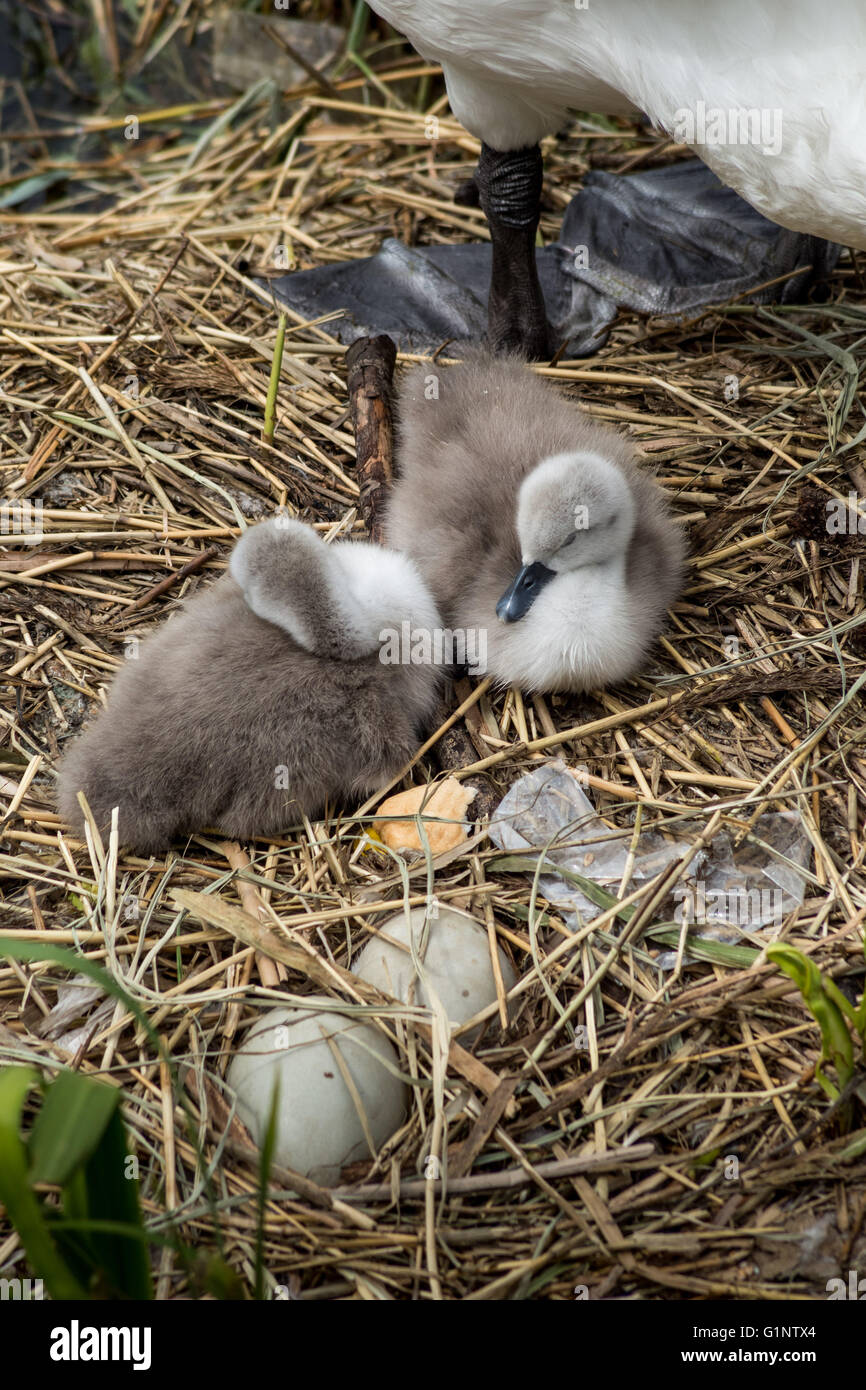 Hatched swan eggs hi-res stock photography and images - Alamy