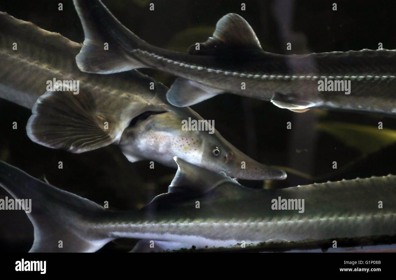 Tsukuba, Japan. 16th May, 2016. Sturgeon swim in a large fish tank at a ...