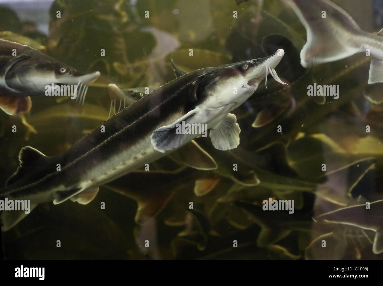 Tsukuba, Japan. 16th May, 2016. Sturgeon swim in a large fish tank at a ...