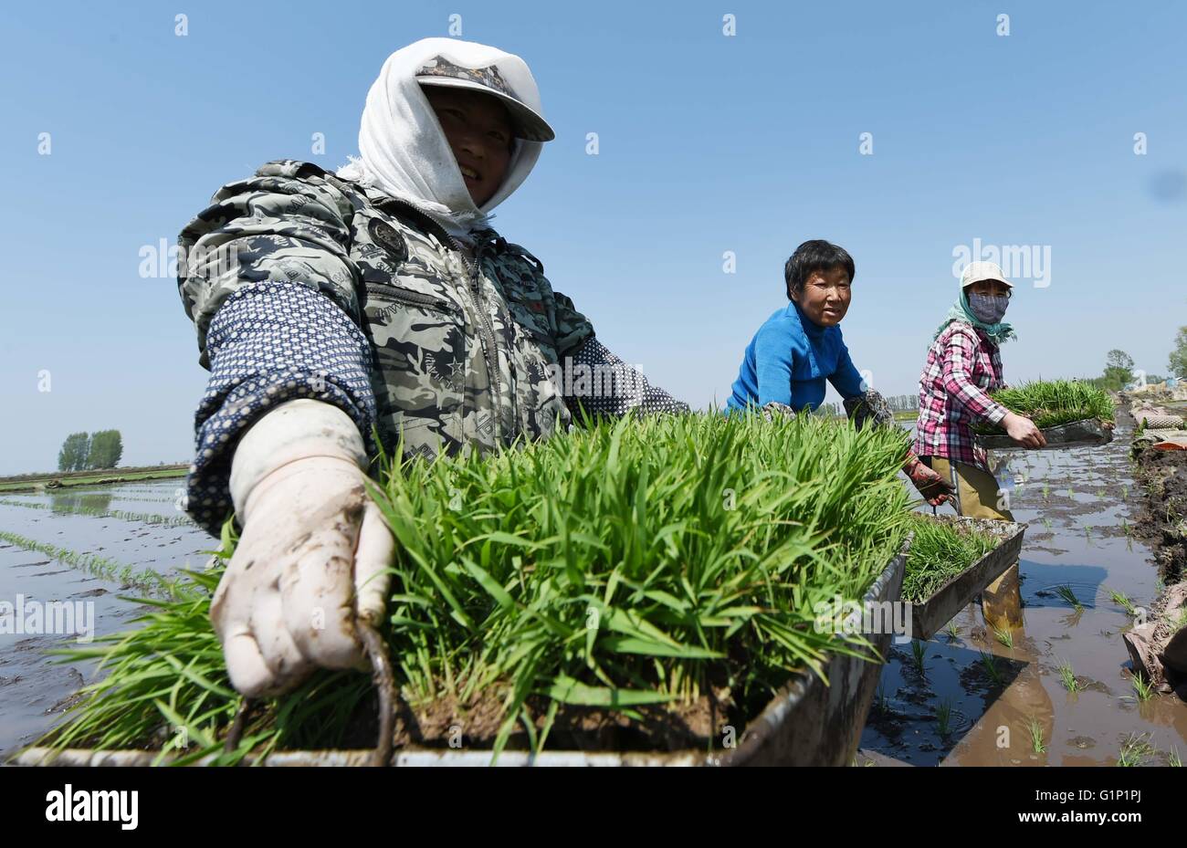 Wuchang, China's Heilongjiang Province. 17th May, 2016. Farmers ...