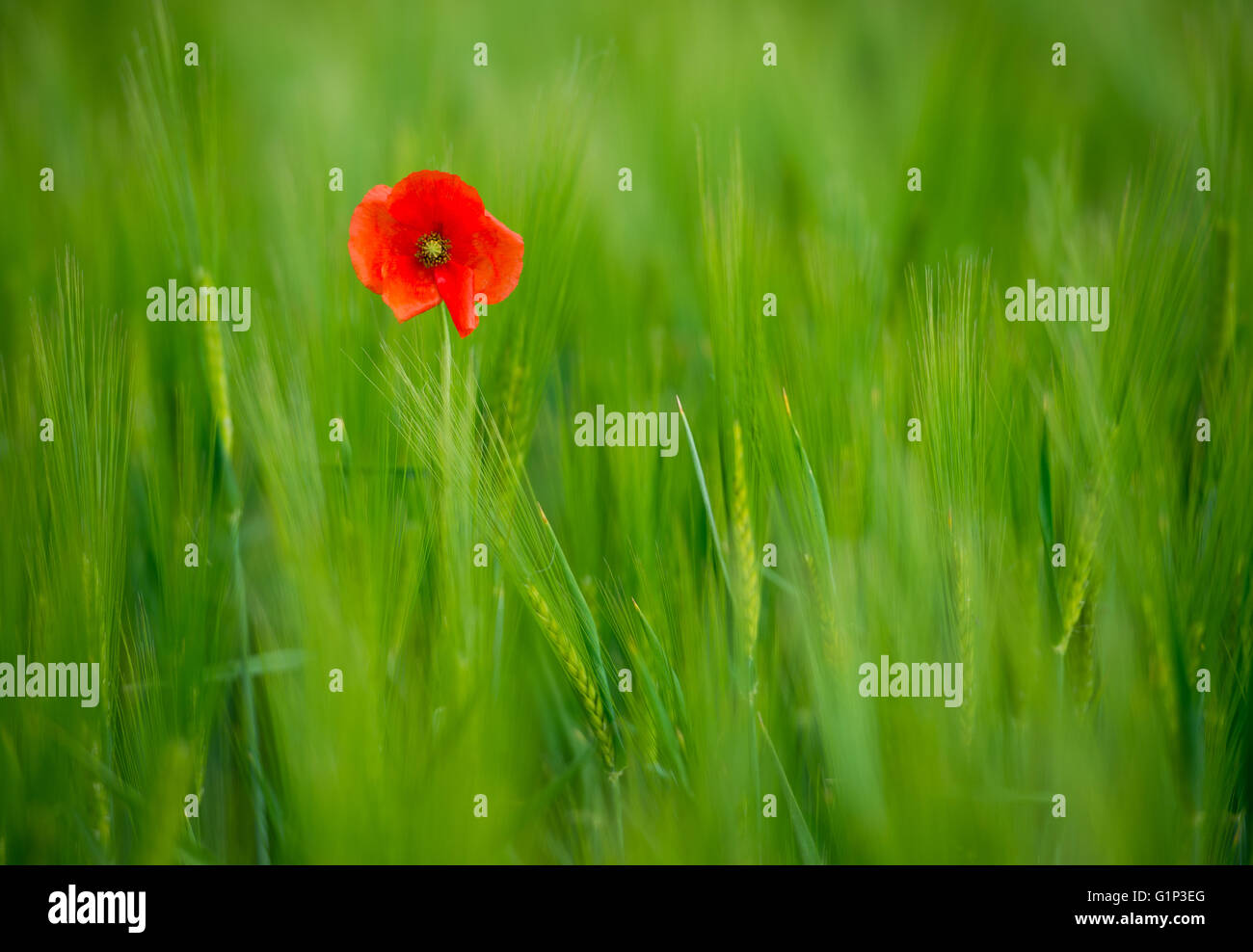 A red poppy stands contrasted against the green of a grain field near ...