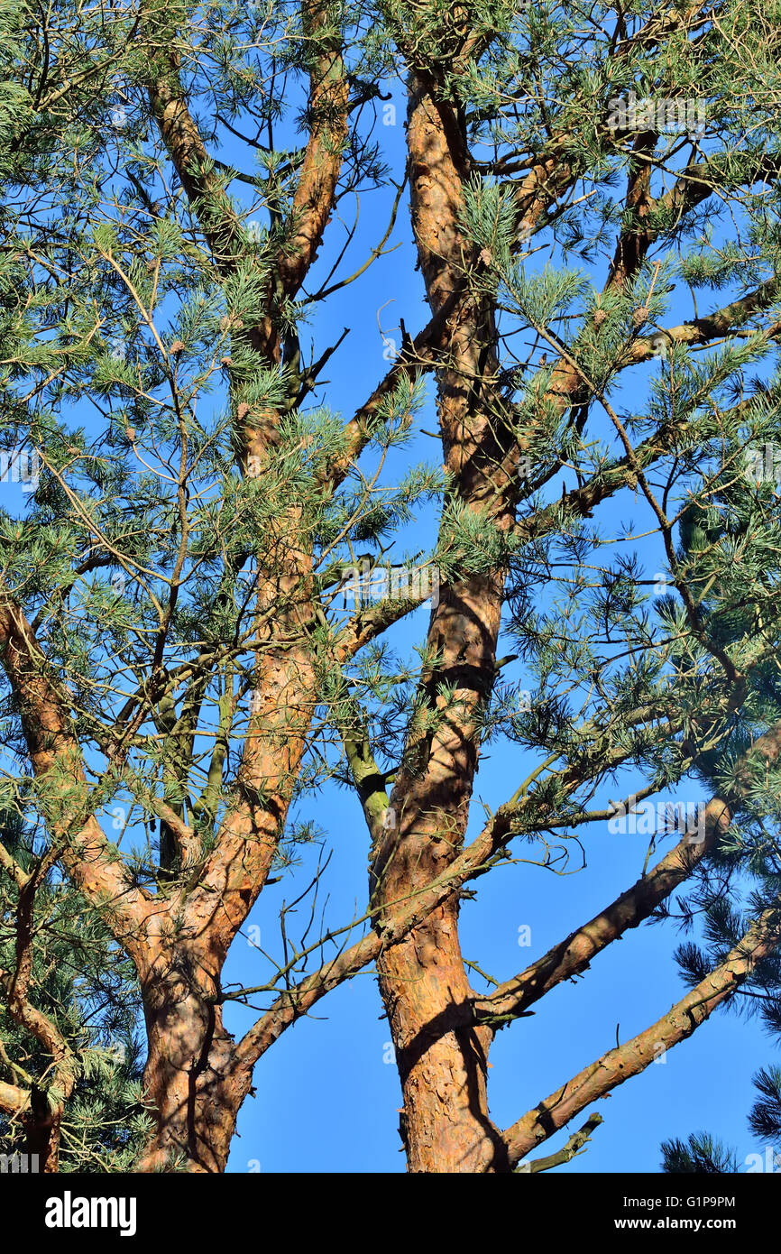 Pine mast hi-res stock photography and images - Alamy