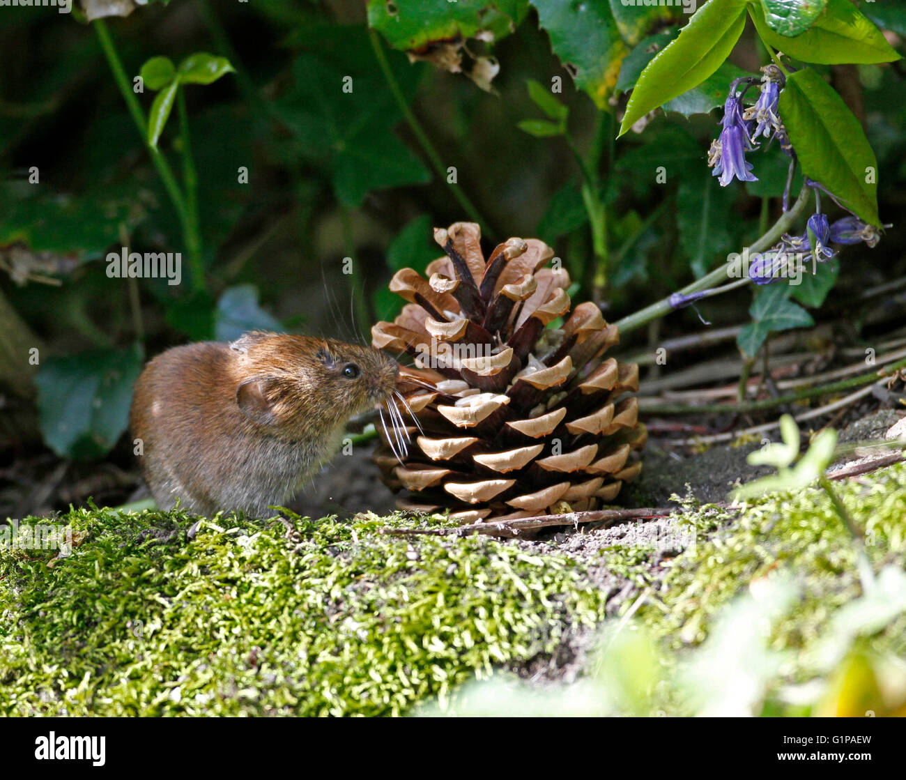 Bank Vole (Myodes glareolus Stock Photo - Alamy