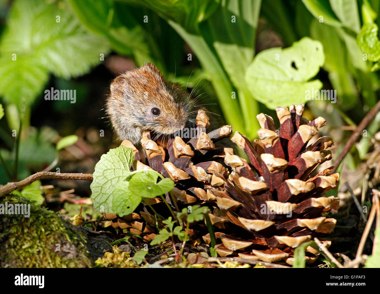 Bank Vole (Myodes glareolus Stock Photo - Alamy