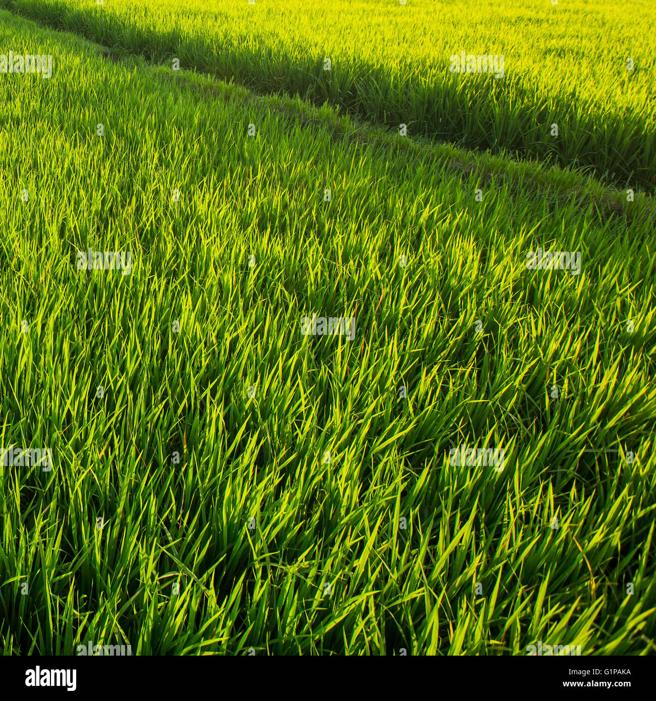 Green rice field, close-up Stock Photo - Alamy
