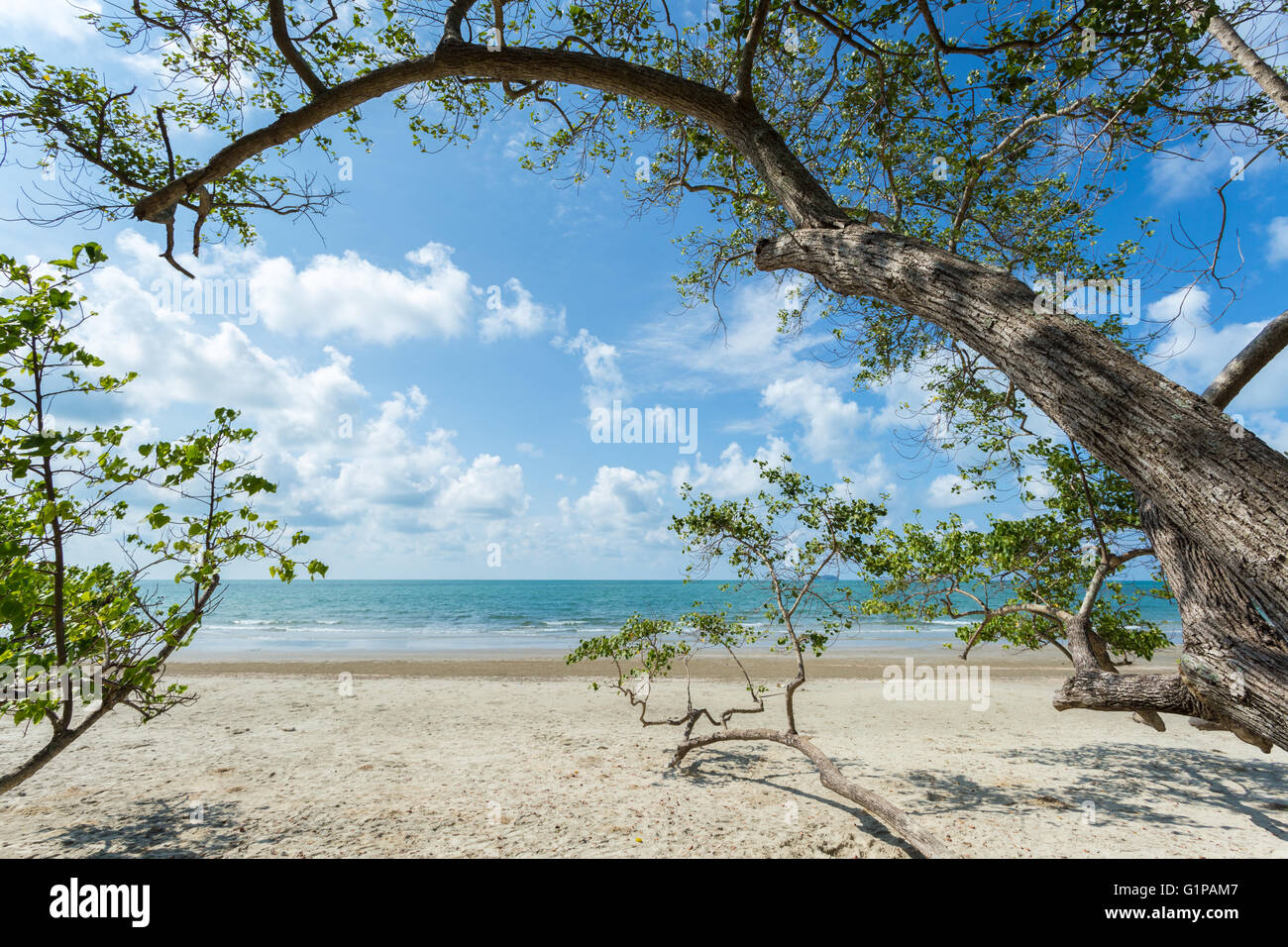 tropical beach with tree Stock Photo - Alamy