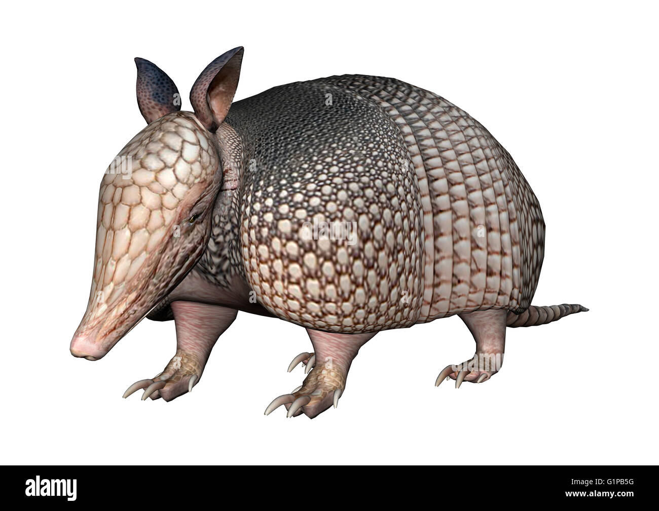 3D rendering of a wild armadillo isolated on white background Stock ...