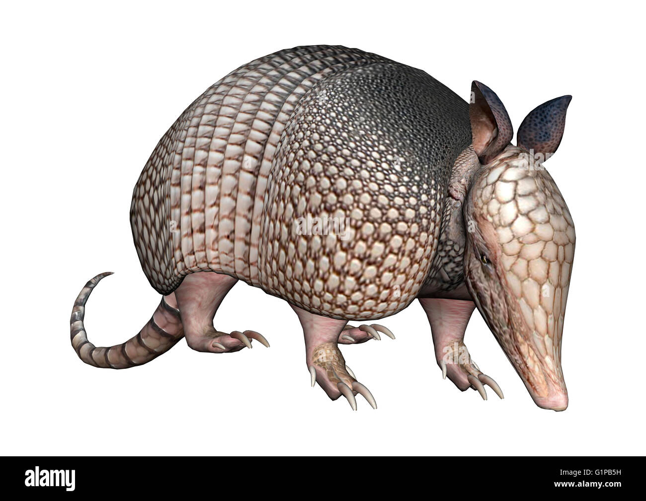 3D rendering of a wild armadillo isolated on white background Stock Photo - Alamy
