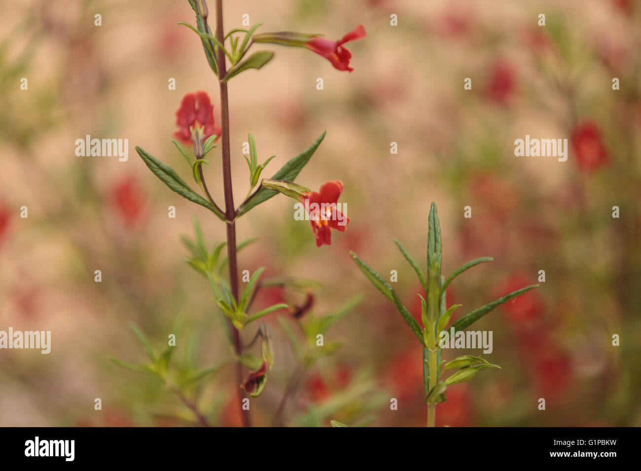 California pink hi-res stock photography and images - Alamy