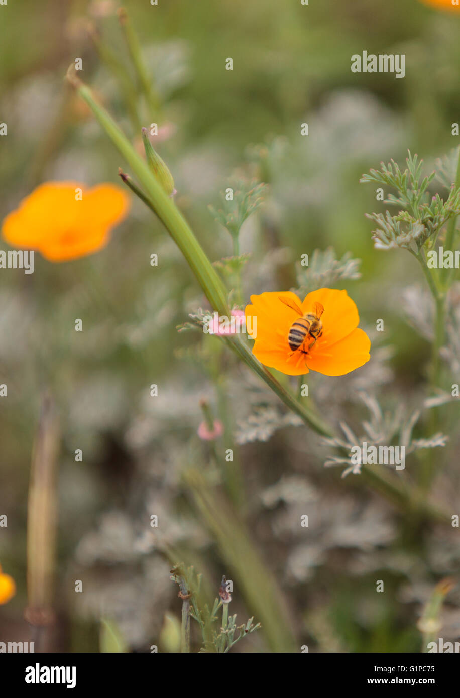 Honeybee, Hylaeus, gathers pollen on a flower in Southern California ...