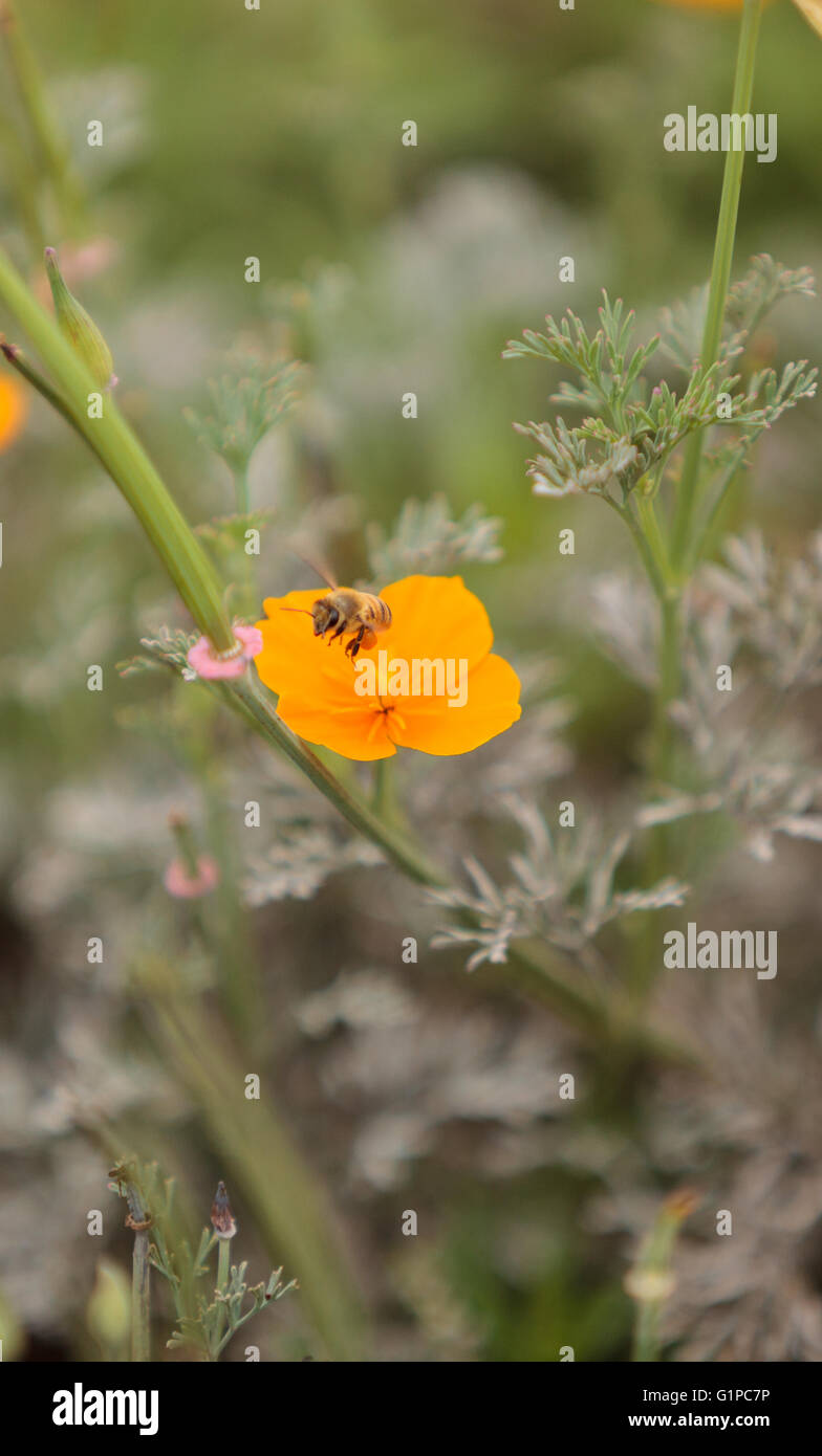 Honeybee, Hylaeus, gathers pollen on a flower in Southern California ...