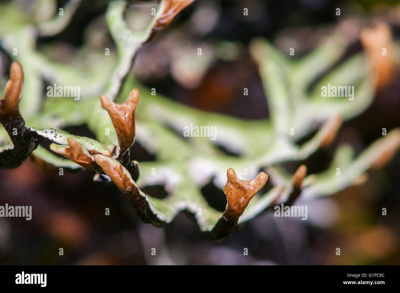 A closeup of the lobes of Pacific Northwest Hammered Shield Lichen ...