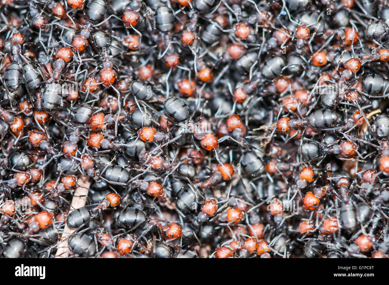 A colony of Western Thatch Ants (Formica obscuripes) swarming the ...