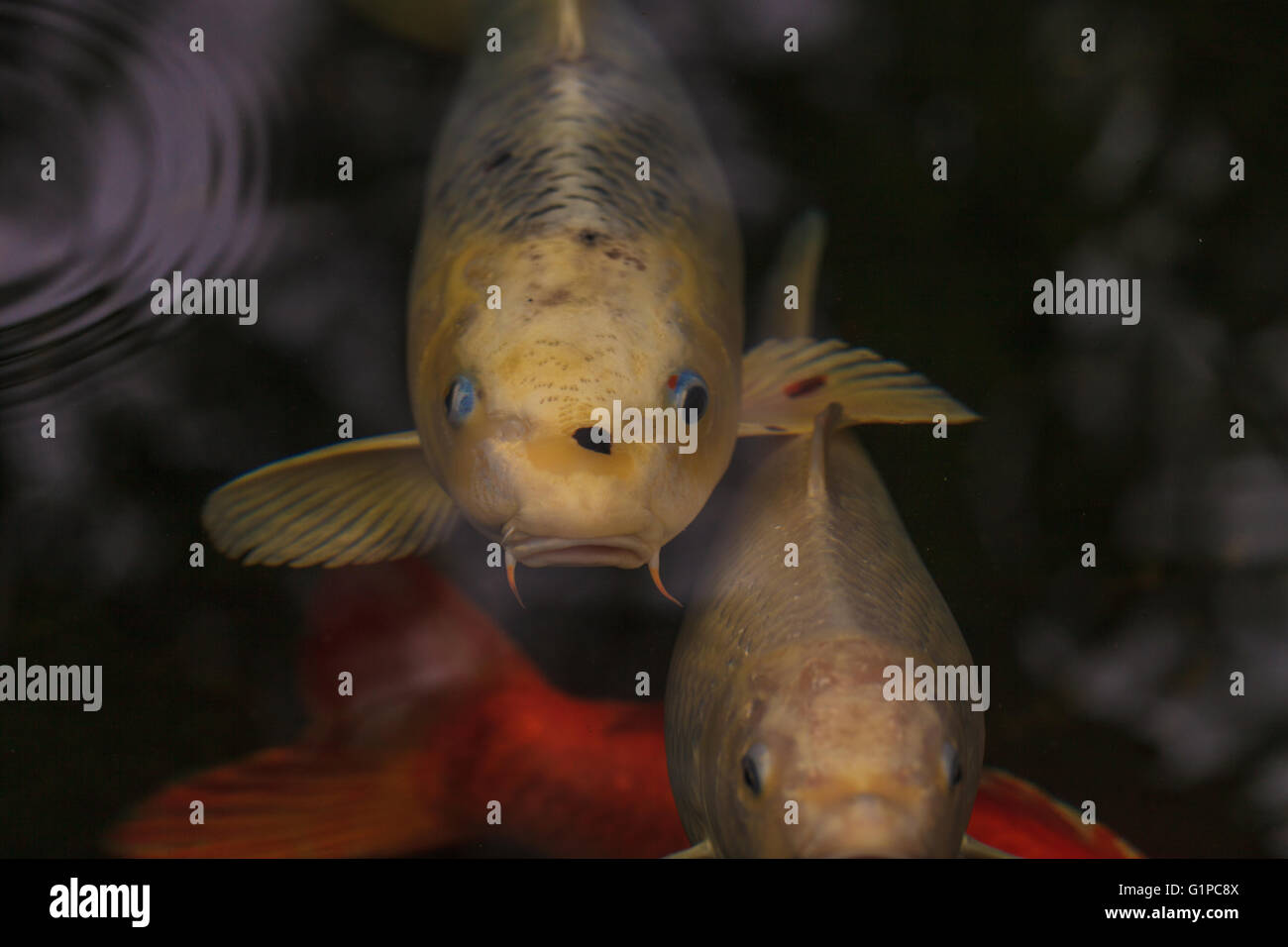 Koi fish, Cyprinus carpio haematopterus, eating in a koi pond in Japan ...