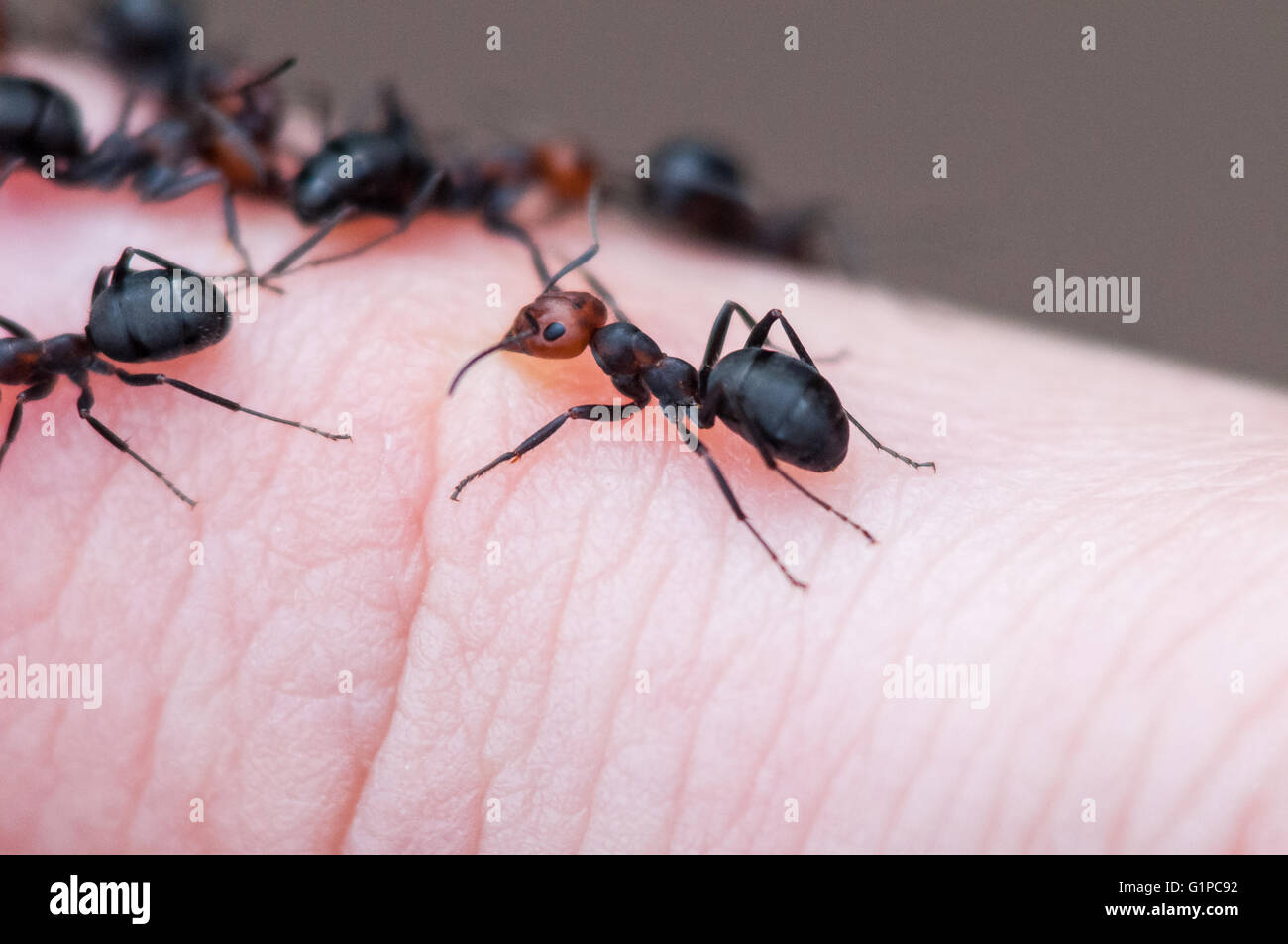 A group of Western Thatch Ants (Formica obscuripes) swarming and biting ...