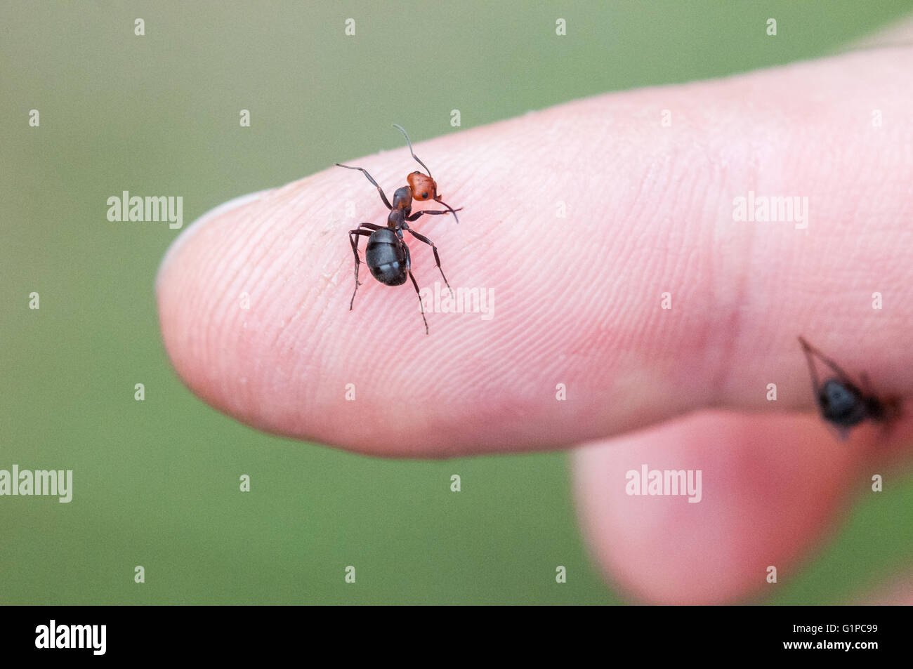 A Western Thatch Ant (Formica obscuripes) biting a finger. Washington ...