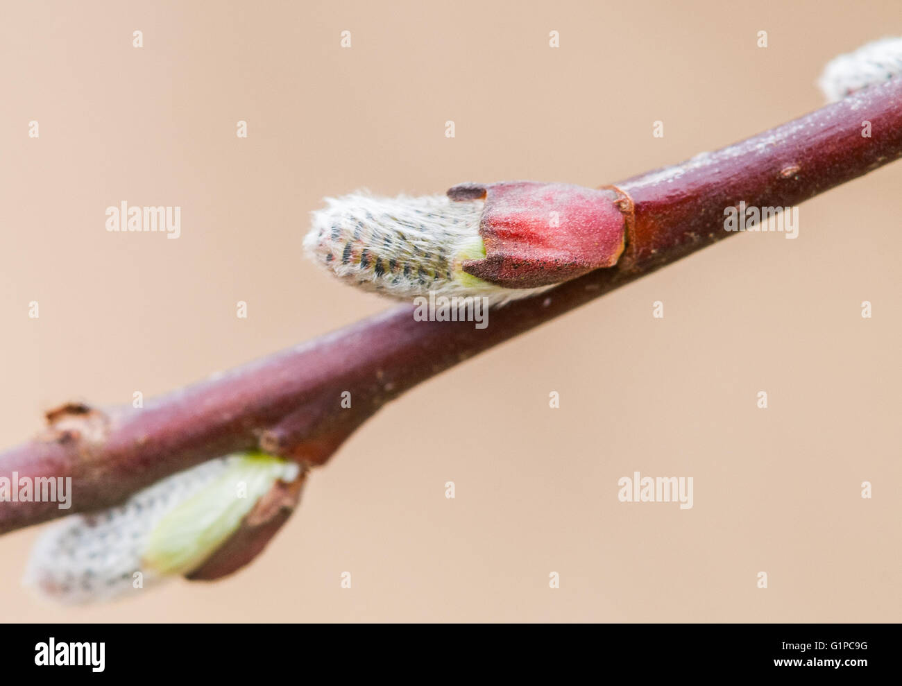 A closeup of the woolly buds of a Hooker's Willow (Salix hooleriana ...