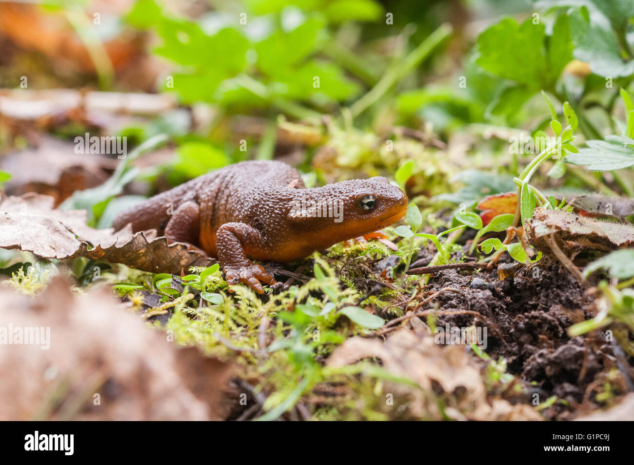 A Rough-Skinned Newt (Taricha granulosa) explores the forest ...