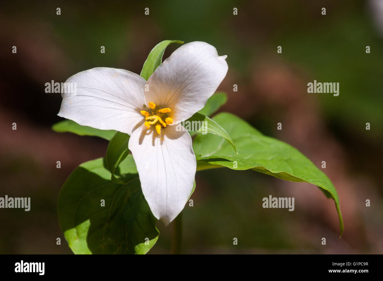 Pacific trillium ovatum hi-res stock photography and images - Alamy