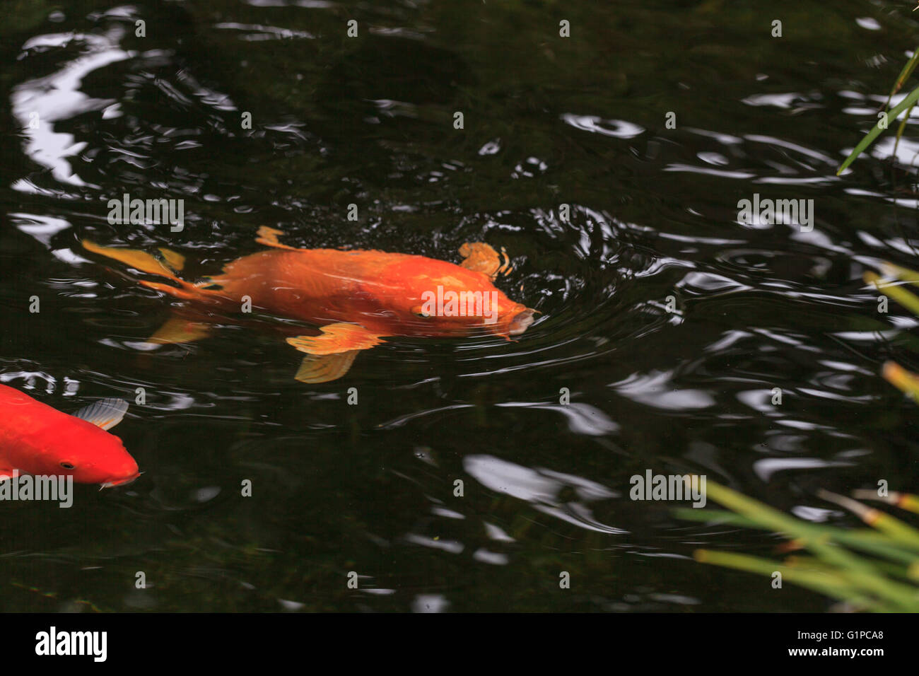 Koi fish, Cyprinus carpio haematopterus, eating in a koi pond in Japan ...