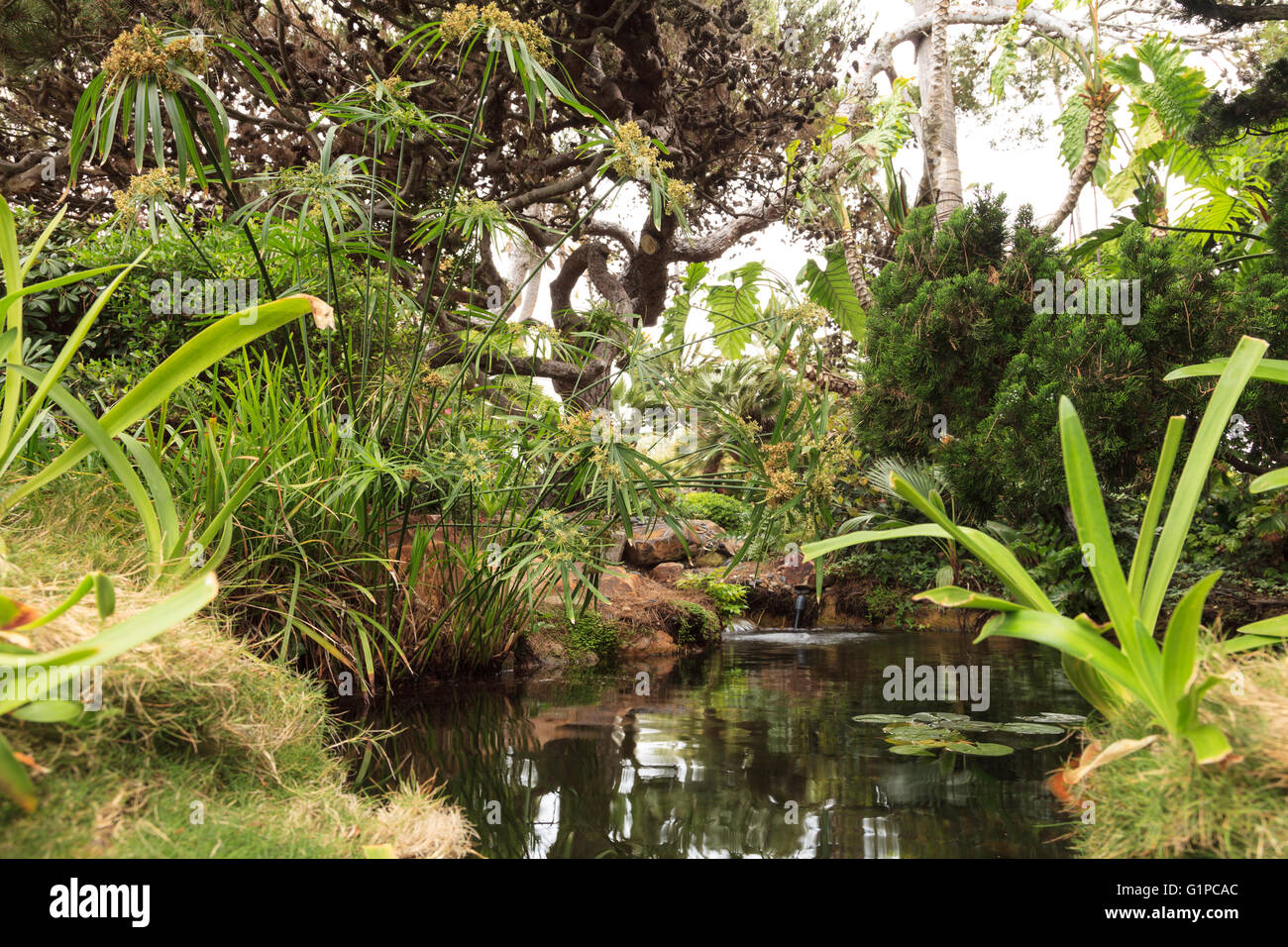Relaxing, zen like pond with a waterfall, koi fish and tropical plants ...