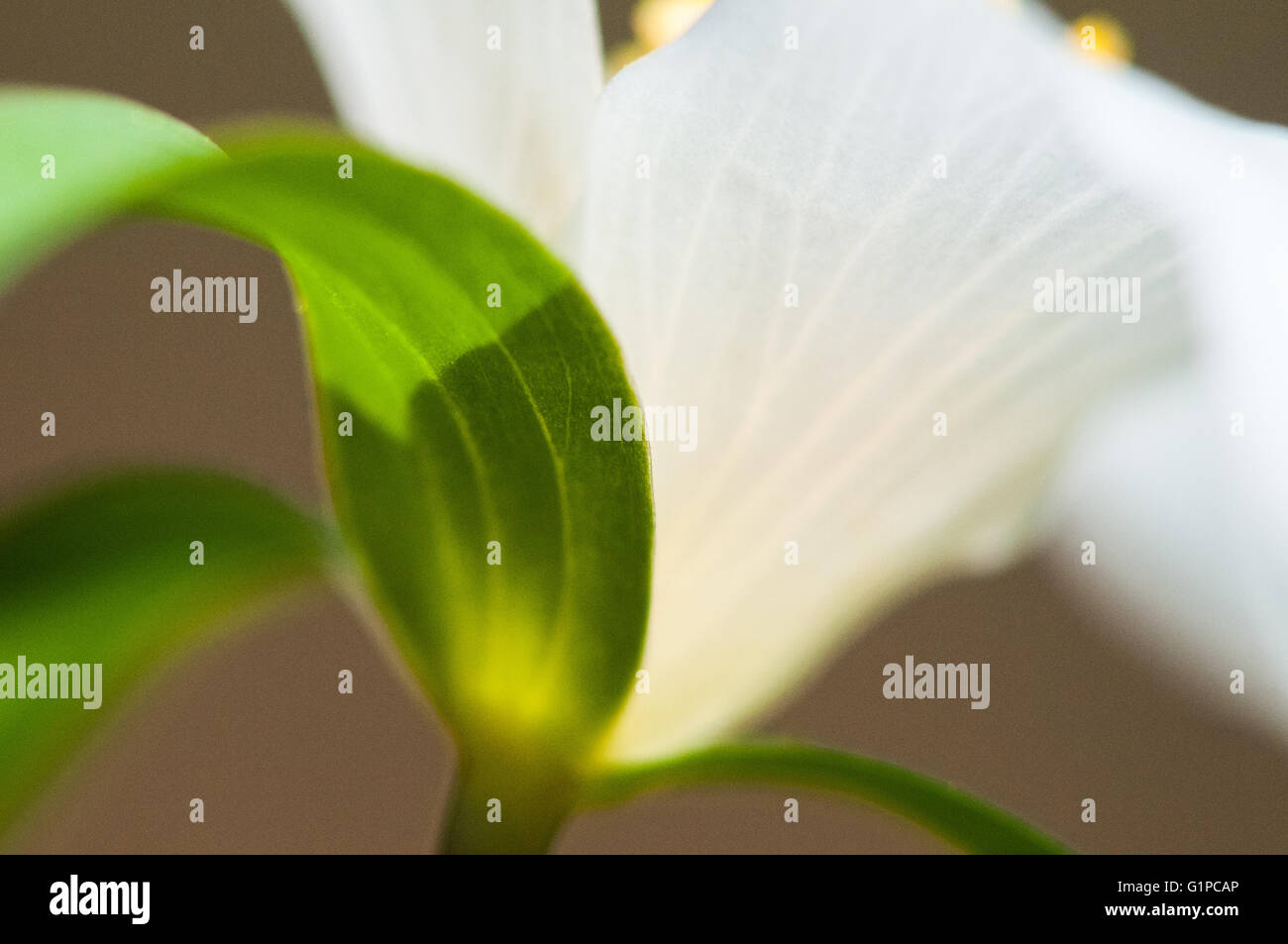 The underside of a Pacific Trillium (Trillium ovatum) flower ...