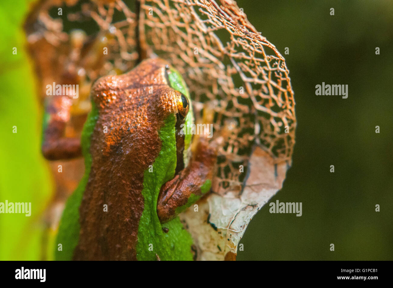 A copper and green skinned Pacific Tree Frog (Pseudacris regilla ...