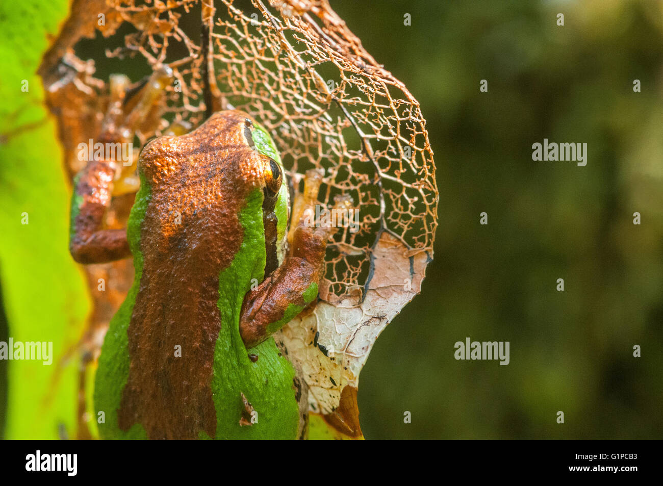 A copper and green skinned Pacific Tree Frog (Pseudacris regilla ...