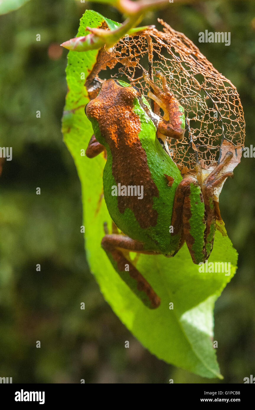 A copper and green skinned Pacific Tree Frog (Pseudacris regilla ...