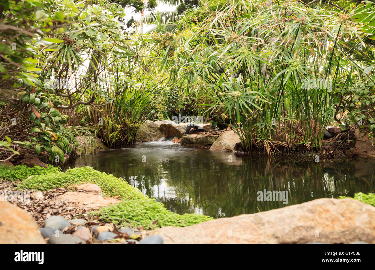 Relaxing, zen like pond with a waterfall, koi fish and tropical plants ...