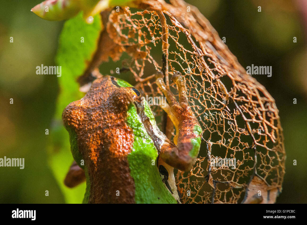 A copper and green skinned Pacific Tree Frog (Pseudacris regilla ...