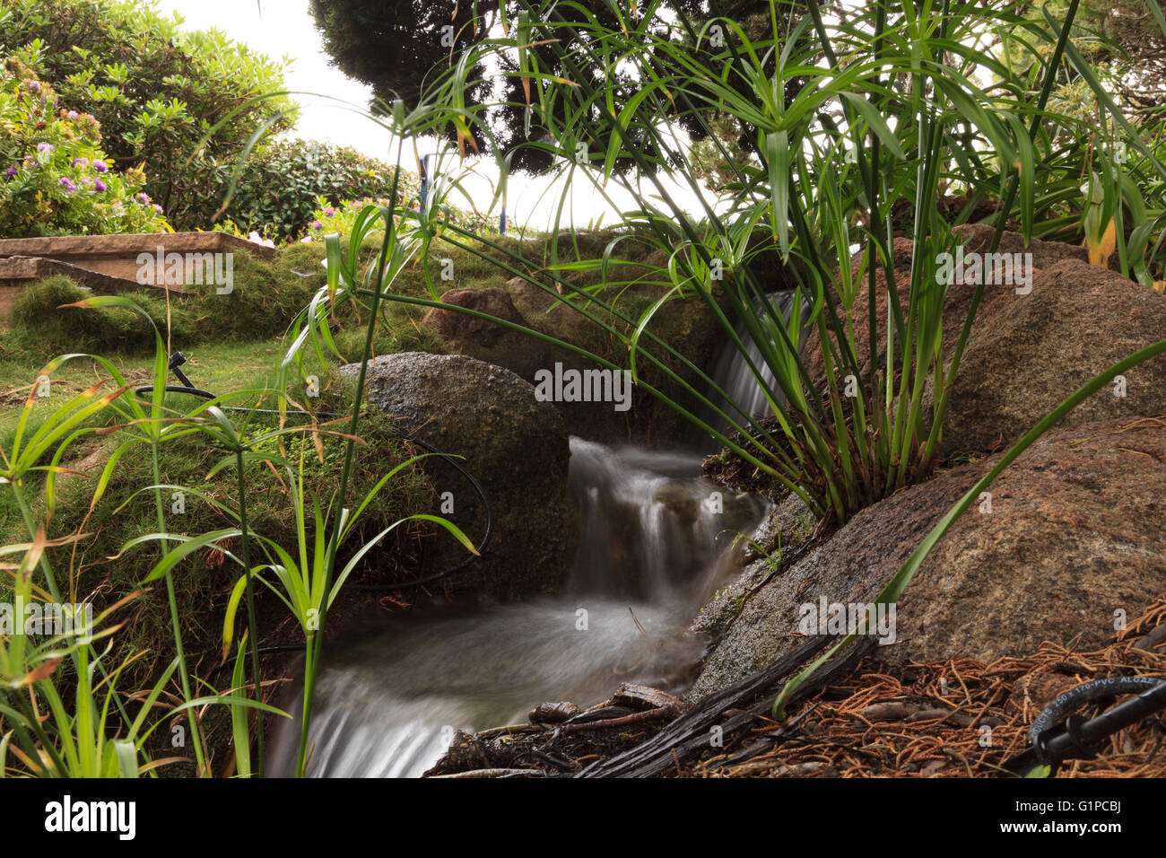 Tropical pond plants hi-res stock photography and images - Alamy