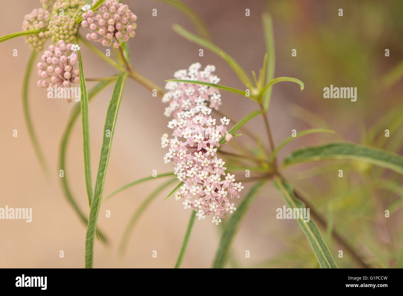 Light pink flower clusters of the narrow leafed milkweed Asclepias ...