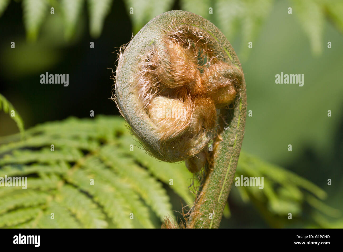 Curl part of fern. Curled leaf in forest Stock Photo - Alamy