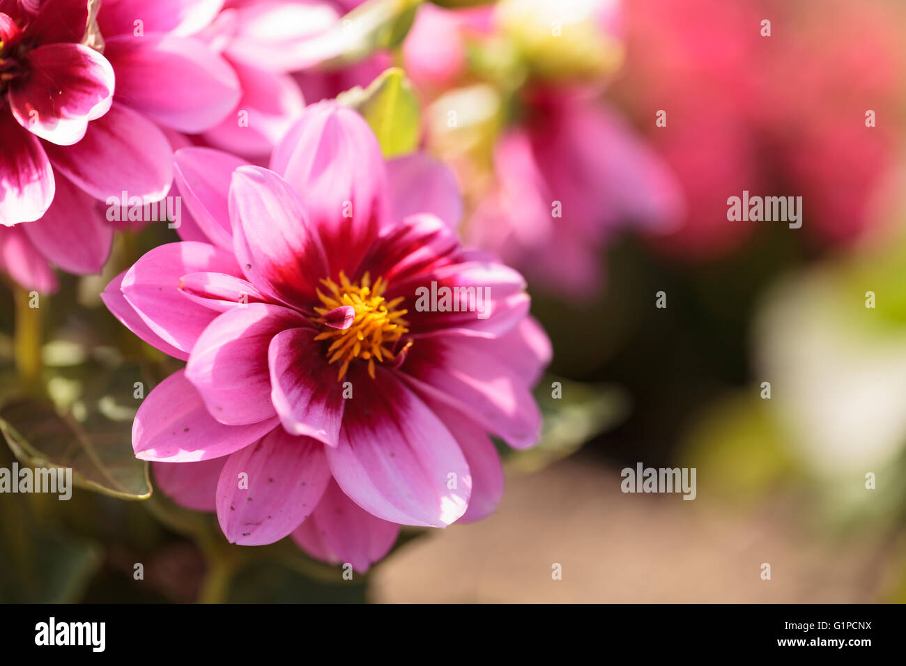 Mexico national flower hi-res stock photography and images - Alamy